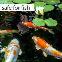 Pond Water Dechlorinator - Clarenbridge Garden Centre