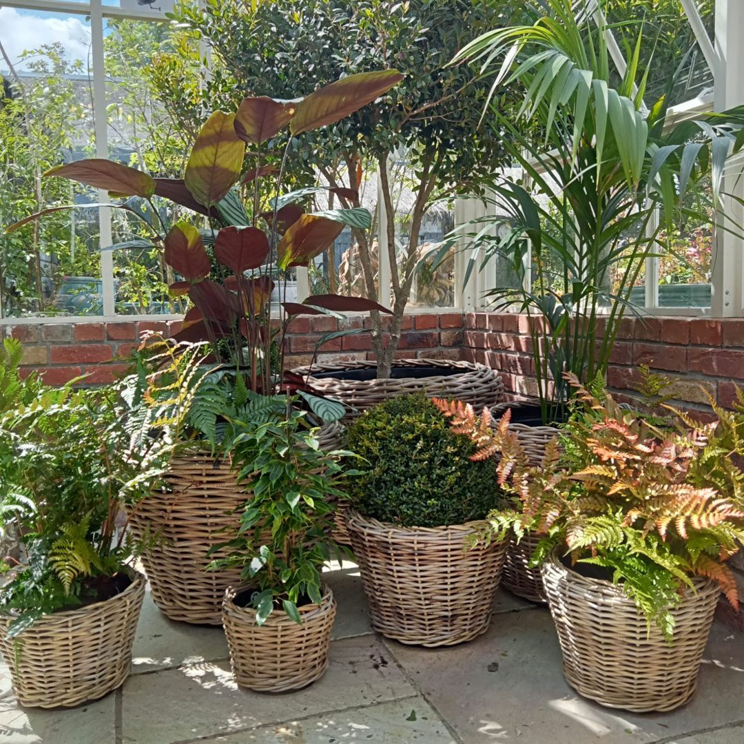 Native Irish Plants - Clarenbridge Garden Centre