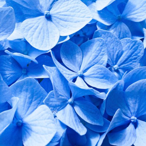 Hydrangea Macrophylla Little Blue - Dwarf Variety - Clarenbridge Garden ...