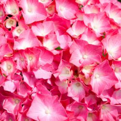 Hydrangea Macrophylla Little Pink (25-30 cm) - Clarenbridge Garden Centre