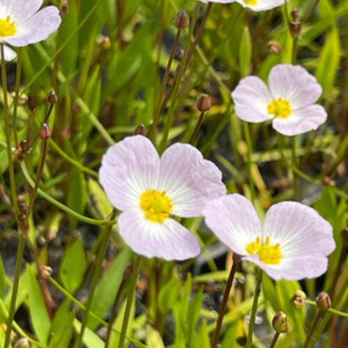 Native Irish Plants - Clarenbridge Garden Centre