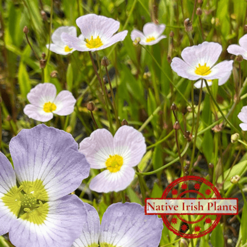 Native Irish Plants - Clarenbridge Garden Centre