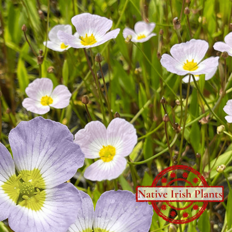Native Irish Plants - Clarenbridge Garden Centre